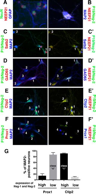 Ctip2 Satb2 Prox1 And Gad65 Expressing Neurons In Rat Cultures Preponderance Of Single