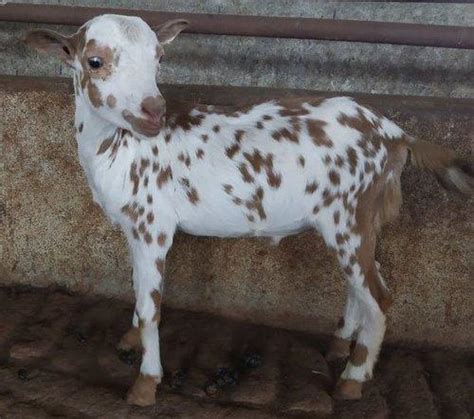 Indian Origin White Color With Brown Patches Barbari Goat With High