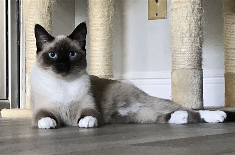 Siamese Cat With White Paws Siamese Cat With White Feet Siamese Cat