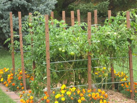 Tomato Patio Planter Plans