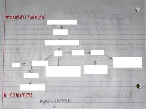 Growth Hormone Feedback Loop Diagram Quizlet