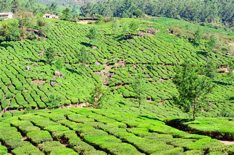 석양 녹차 농장의 아름 다운 창 공 다르질링의 언덕에 테라스에서 성장 인도 도로에 대한 스톡 사진 및 기타 이미지 도로 0명 건강한 생활방식 Istock