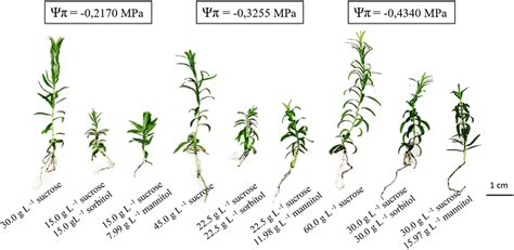 Effects Of Different Osmotic Agents Sucrose Sorbitol And Mannitol