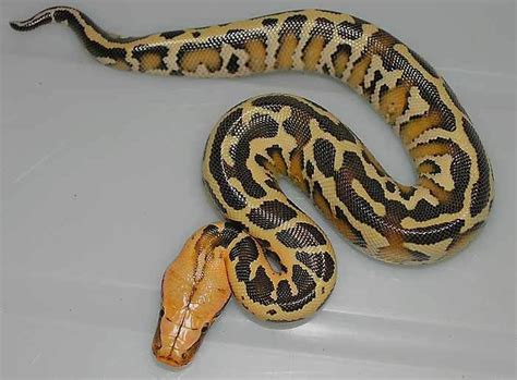 Borneo Python Alchetron The Free Social Encyclopedia