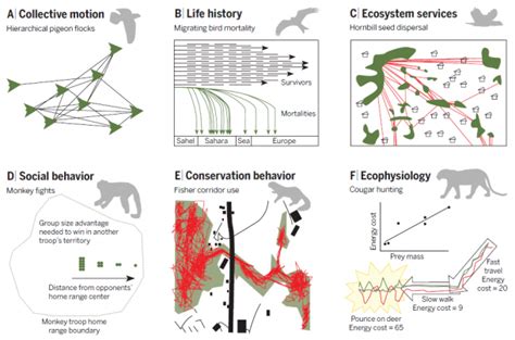 Location Location Location Goes High Tech Facts And FAQs About Satellite Based Wildlife Tracking