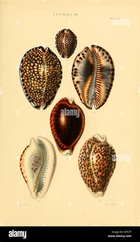 Illustration Of Various Shell Species A Monograph Of Genera Of