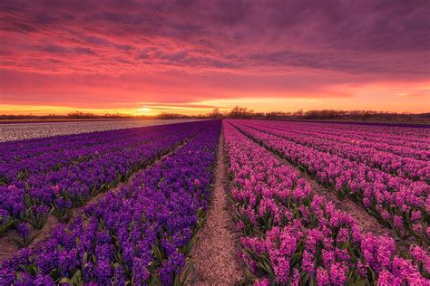 Flower Field Landscape