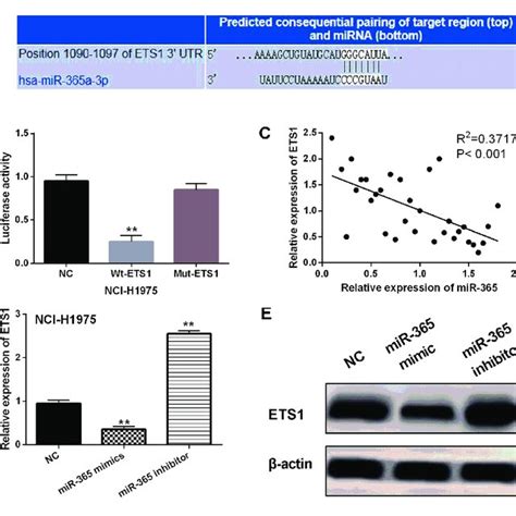Mir 365 Directly Targets Ets1 A The Binding Sites Between Mir 365 And Download Scientific