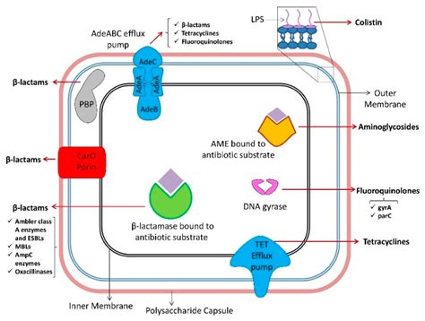 Insights Into Acinetobacter Baumannii A Review Of Microbiological Virulence And Resistance