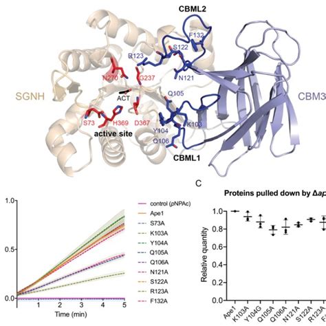 O Acetyl Esterase Activity And Pg Binding Assays Of Cbm35 Loop Download Scientific Diagram