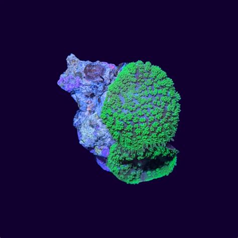 Neon Green Fuzzy Rhodactis Mushroom Mushroom