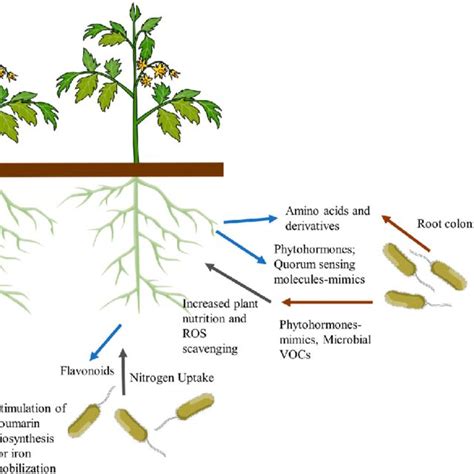 Classical Procedures For Isolation And Screening Of Pgpr Download