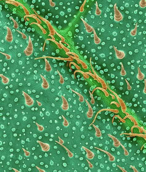 Leaf Surface Trichomes Salvia Divinorum Photograph By Dennis Kunkel Microscopyscience Photo