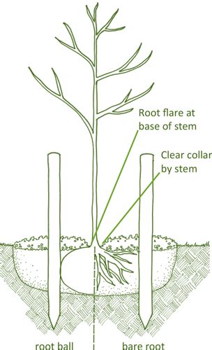 Tree Planting Torbay Council