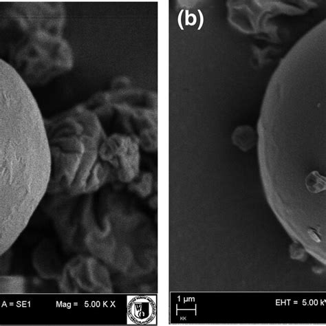 Sem And Microencapsulation Efficiency Of The Isoflavone Extract From Download Scientific