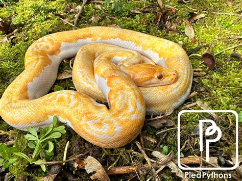 Albino Pied Burmese Python By Pied Pythons Morphmarket Albino Pied Burmese Python By Pied Pythons Morphmarket