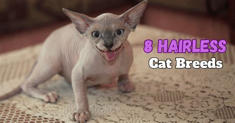 8 Hairless Cat Breeds To Know Bald And Beautiful