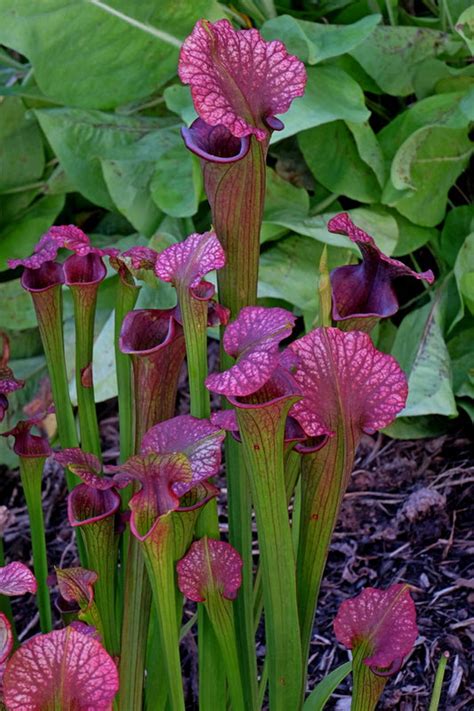 Zone 7 Plants Plants For Zone 7a Zone 7b Zone 7 Perennials