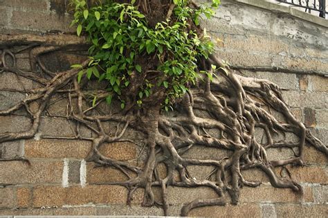 10 Tree Roots Winning Their Battle Against Concrete Bored Panda