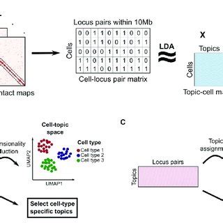 Topic Modeling Of Sci Hi C Data A Sci Hi C Data Was Binned At 500kb Download Scientific