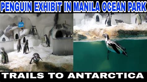Penguin Exhibit In Manila Ocean Park Trails To Antarctica Youtube