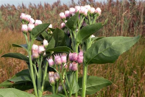 Pluchea Odorata Sweetscent