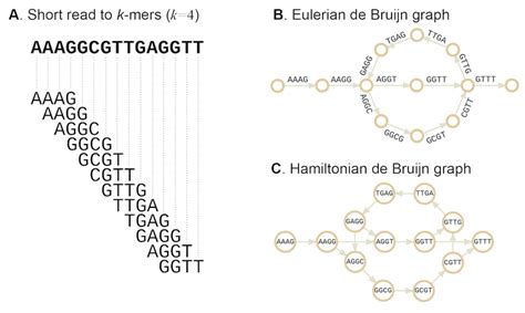 A In The De Bruijn Graph Approach Short Reads Are Split Into Short