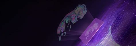 stereo seq技术 stereo seq原理 华大时空组学 stomics 华大时空