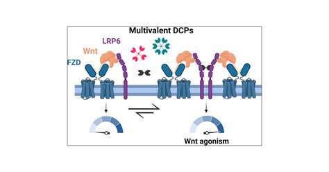 Synthetic Multivalent Disulfide Constrained Peptide Agonists Potentiate Wnt1 β Catenin Signaling