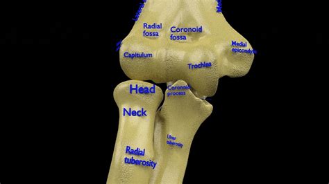 Human Skeleton Set Complete Separable Labelled Bone Names Parts 3d Model Superhive Formerly
