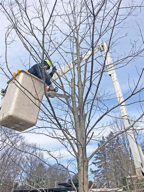 Structural Pruning Tree Care Northeast Horticultural Fairfield County