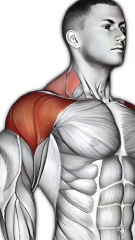 Get Bigger Shoulders Artofit