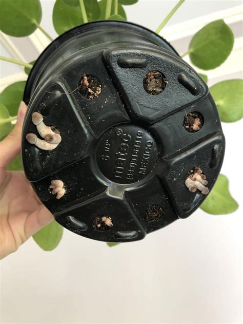 Mushrooms Releasing Their Spores At Night In Order To Propegate Mushroom Sex May Just Be The