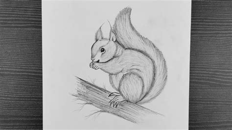 How To Draw A Squirrel Squirrel Drawing Easy Step By Step Easy Drawing Pencil