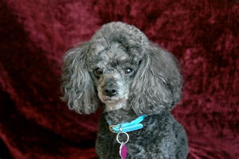Toy Poodle Grey