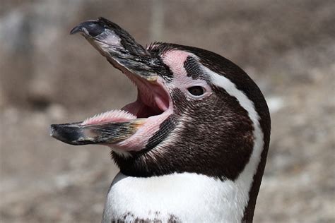 Penguin Tongue Colour