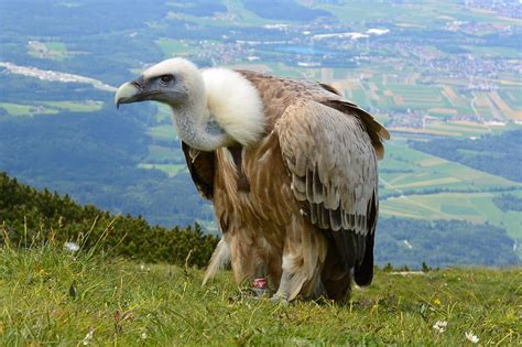 Vulture Scavengers Salzburg Free Photo On Pixabay Pixabay