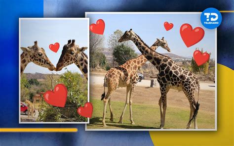 Jirafa Benito Se Reúne Con Jirafa Hembra En Africam Safari Telediario