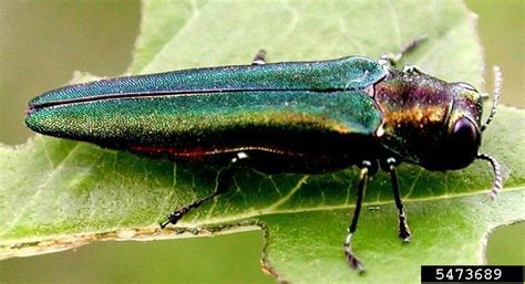 Emerald Ash Borer Eab