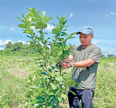 C Y C S N Ti N T Tr Ng Gia Lai Ra Tr I To B Th N Y Y D N T Nh C Xin V Ch P H Nh