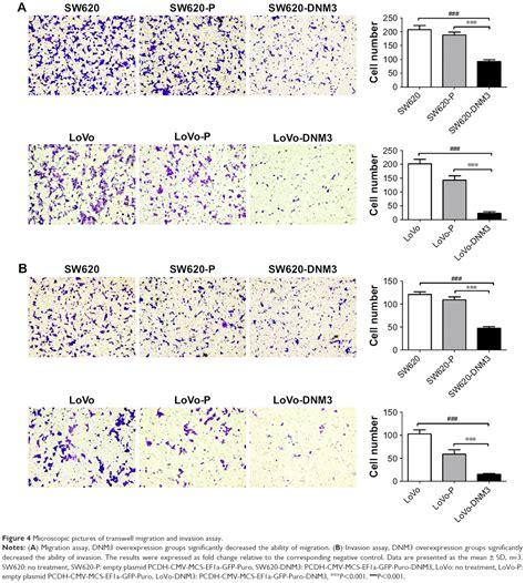 Construction Of A Recombinant Eukaryotic Expression Vector Containing Ott