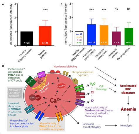 Patient Based Statistical Analysis Of Intracellular Ca 2 Levels And Download Scientific