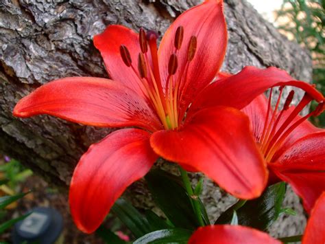 Flowers Wallpapers Red Lilies Flowers Wallpapers