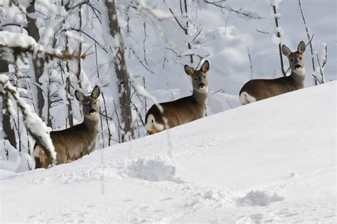 Foresta Demaniale Di Tarvisio Raggruppamento Carabinieri Biodiversità