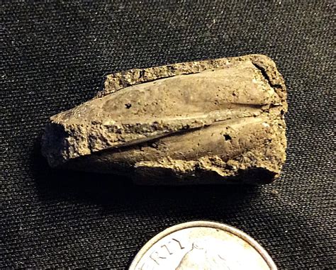 Bivalve Shell In Its Burrow From The Basal Navesink Nj Members