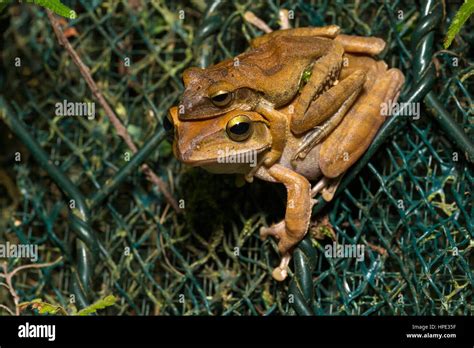 Spot Legged Tree Frog Mating Stock Photo Alamy