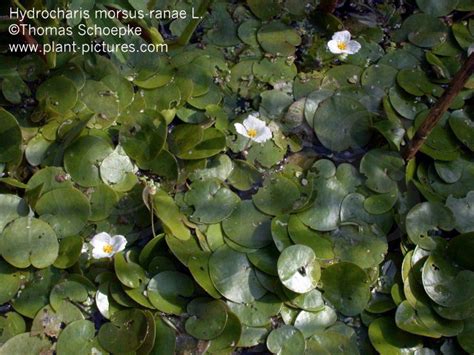 Thomas Schoepke Plant Image Gallery Hydrocharitaceae