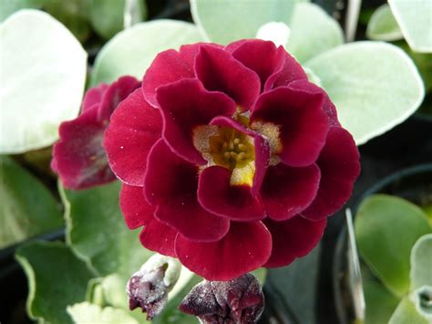 Primula Auricula Double Red