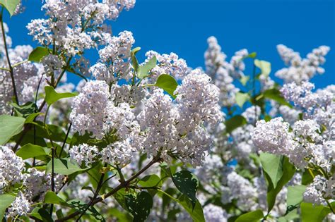 꽃들 라일락 꽃 흰 Pixabay의 무료 사진 Pixabay