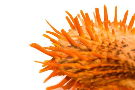 Spiky Shell Stock Image Image Of Shell Long White Side 8792283
